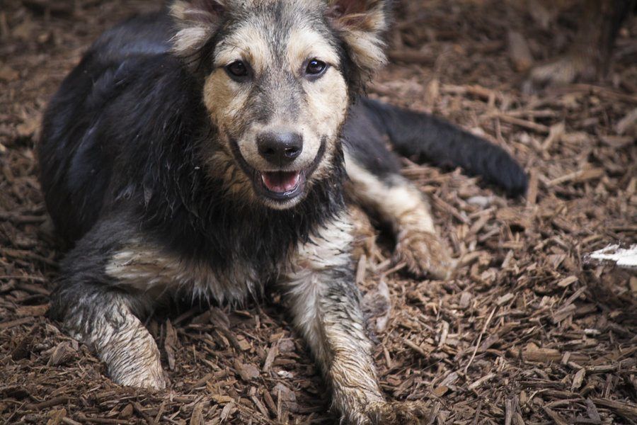 Smokey, the Dog I Rescued | Unsettling Stories